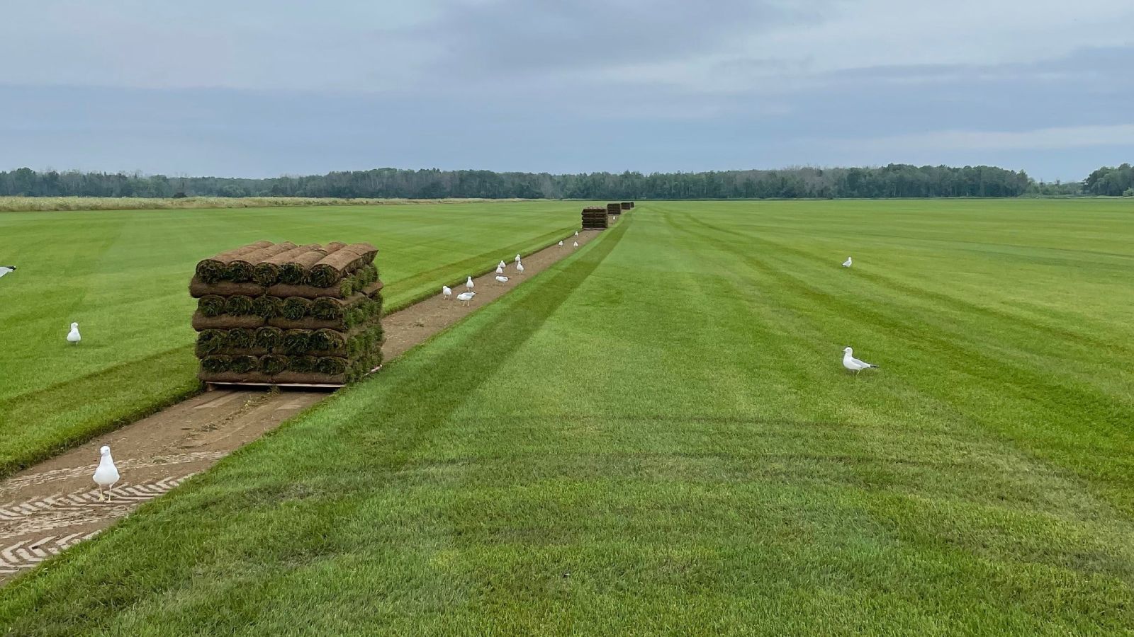 Best Summer Fertilizer for Grass | Queensville Sod