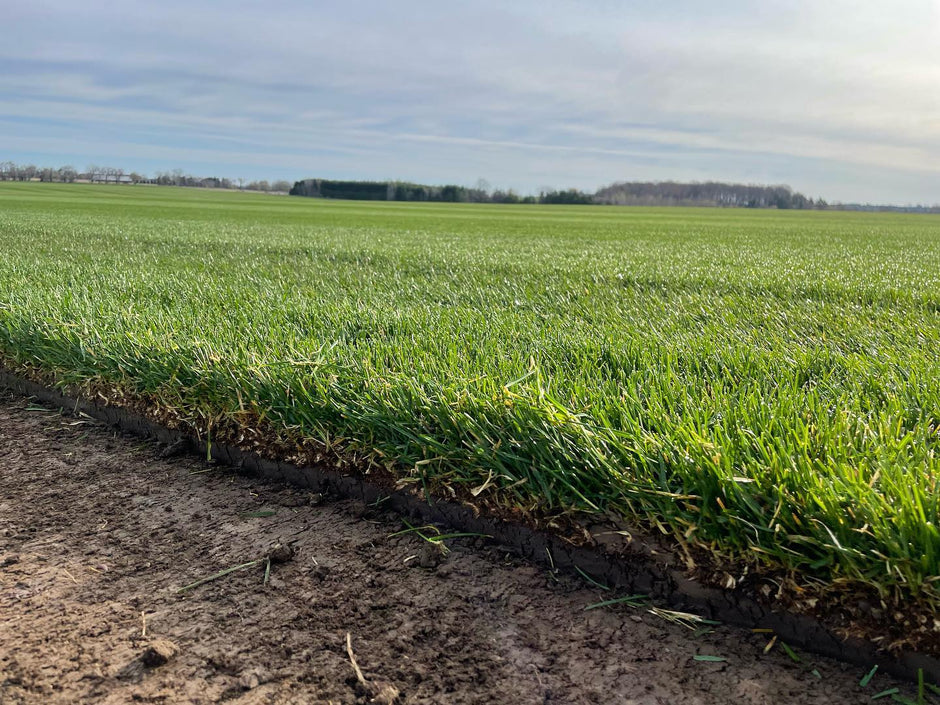 Queensville Sod Farm - Fresh Sod Supplier in Toronto & GTA